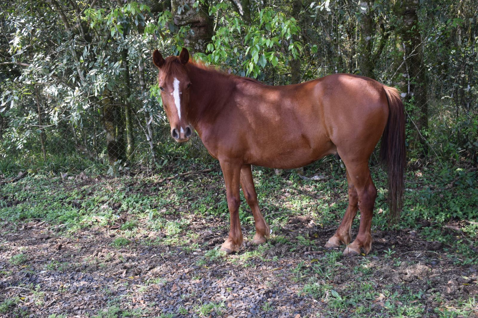 Cavalos resgatados recebem os melhores cuidados no Parque das ...